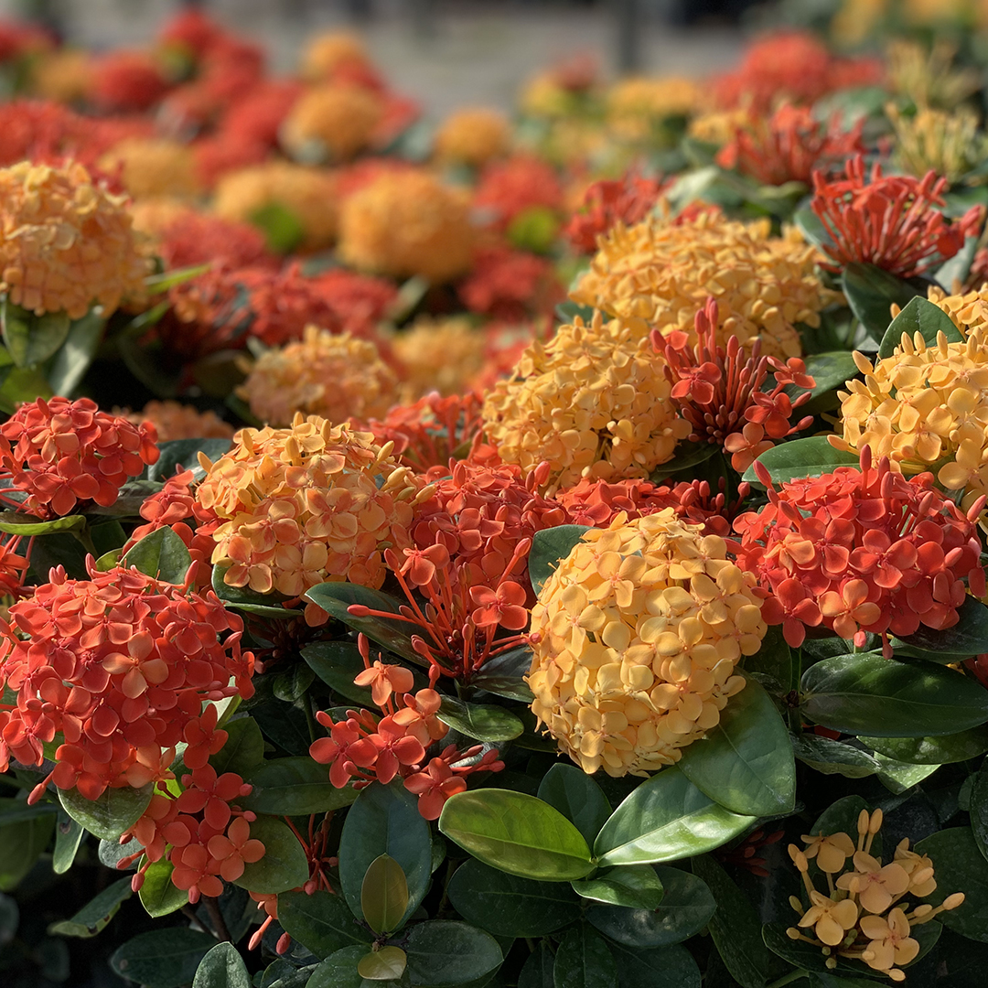 Ixora