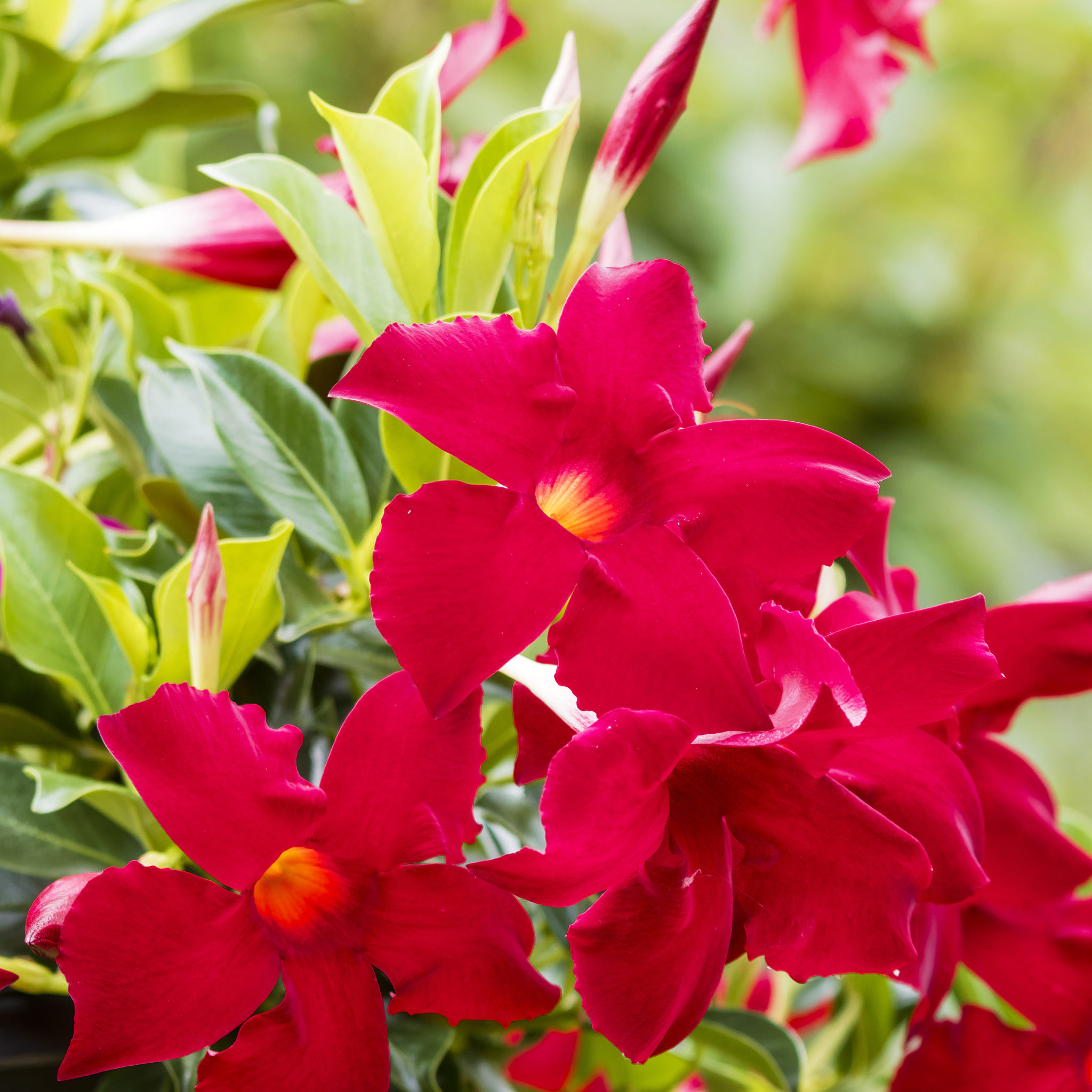 Mandevilla