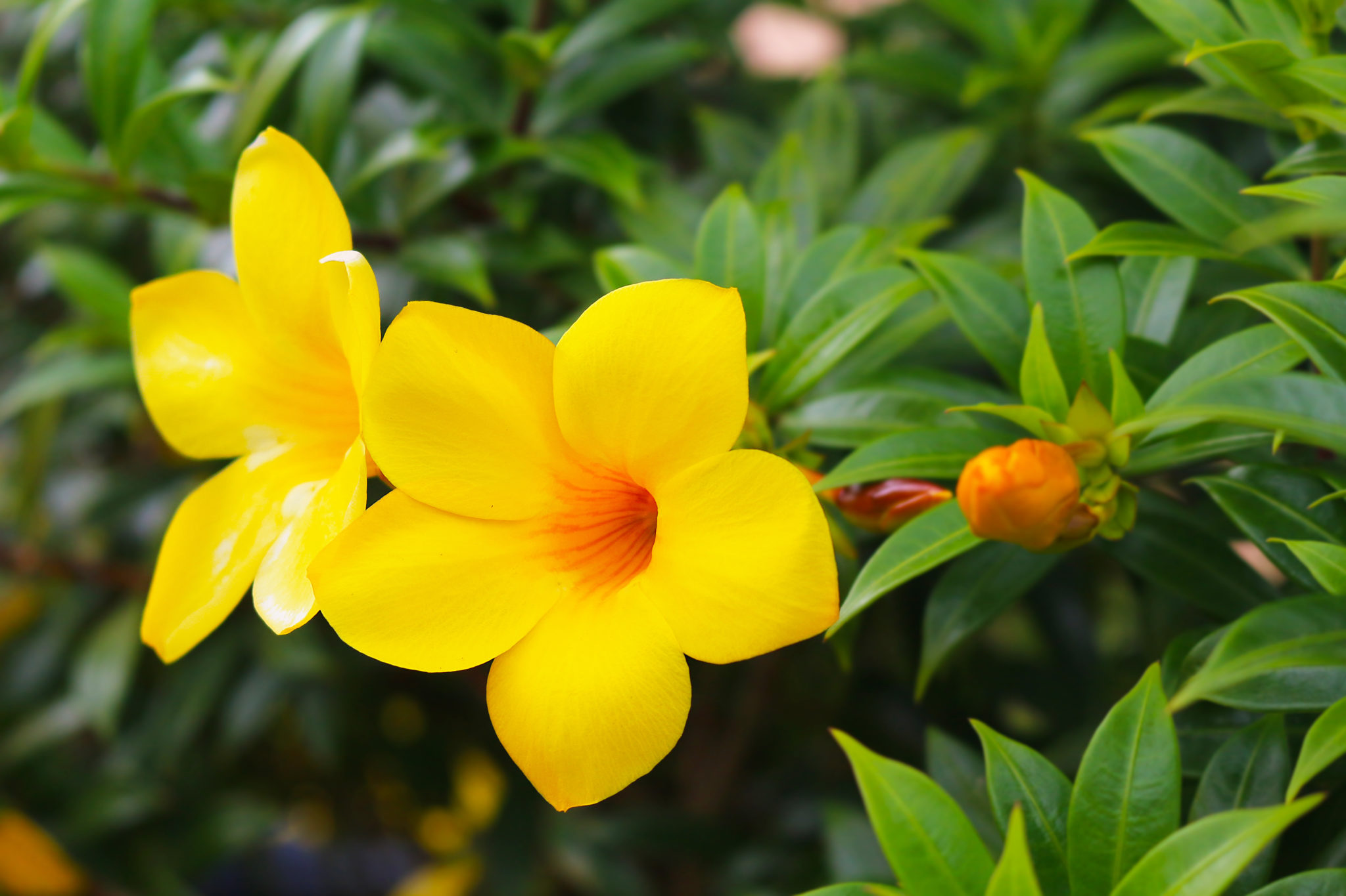 Allamanda